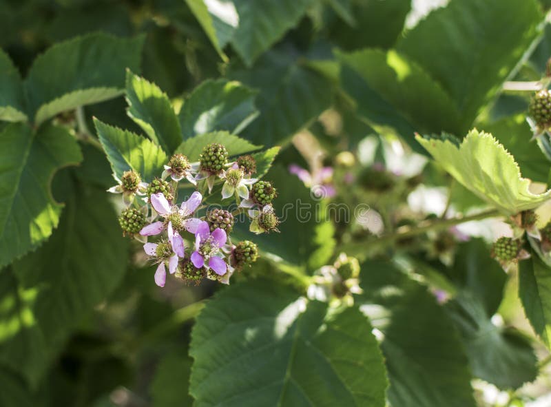 Blackberry Blossoms and Buds Blooming. Blackberry Flowers Stock Image ...