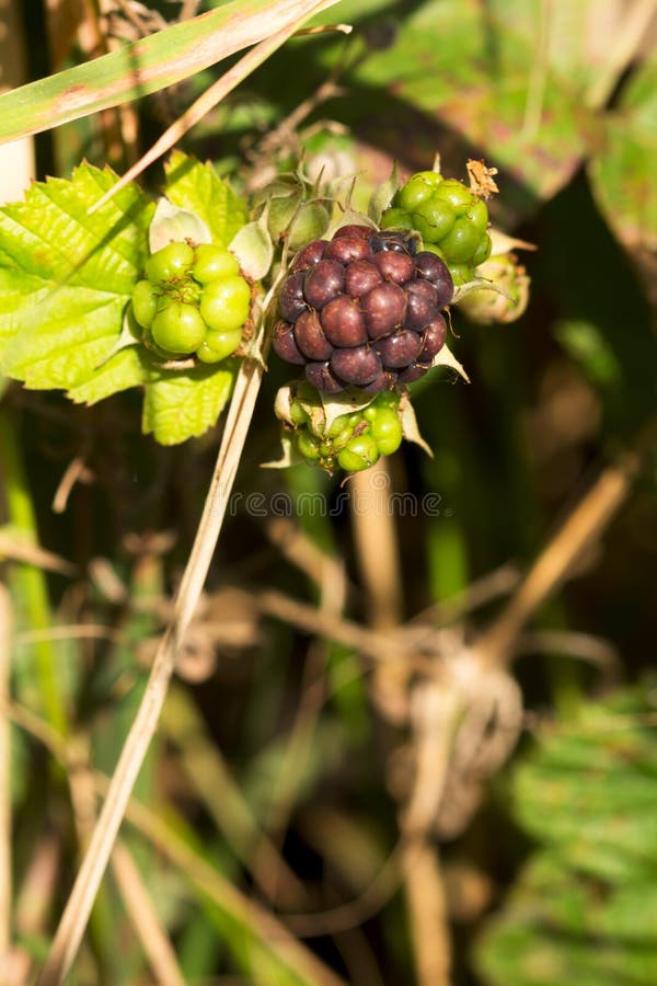 Blackberry stock photo. Image of background, white, ripe - 47433948