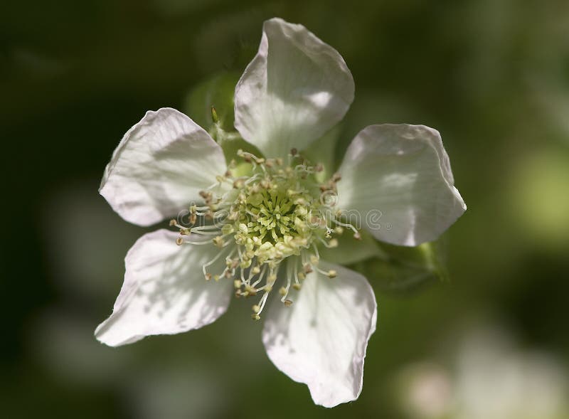 Blackberry, Braam, Rubus Spec Stock Photo - Image of nederland, rubus ...