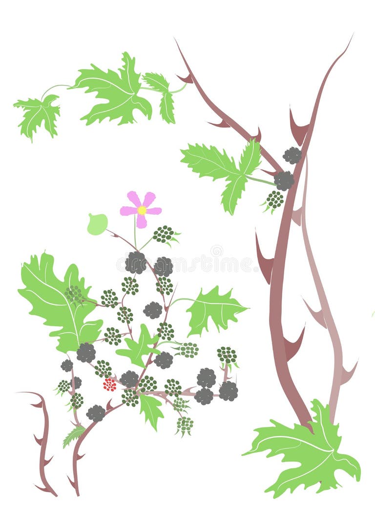 Brambles Stock Illustrations – 128 Brambles Stock Illustrations ...