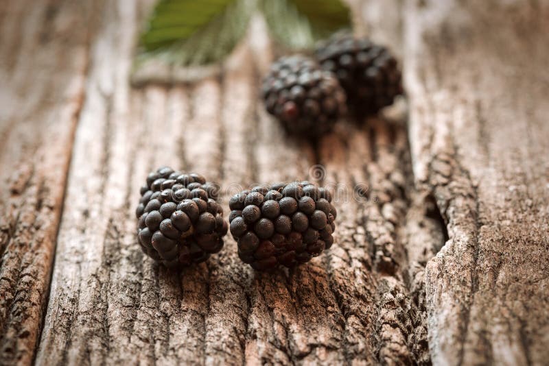 Blackberry Or Bramble Fruit Stock Photo - Image of health, food: 7922876