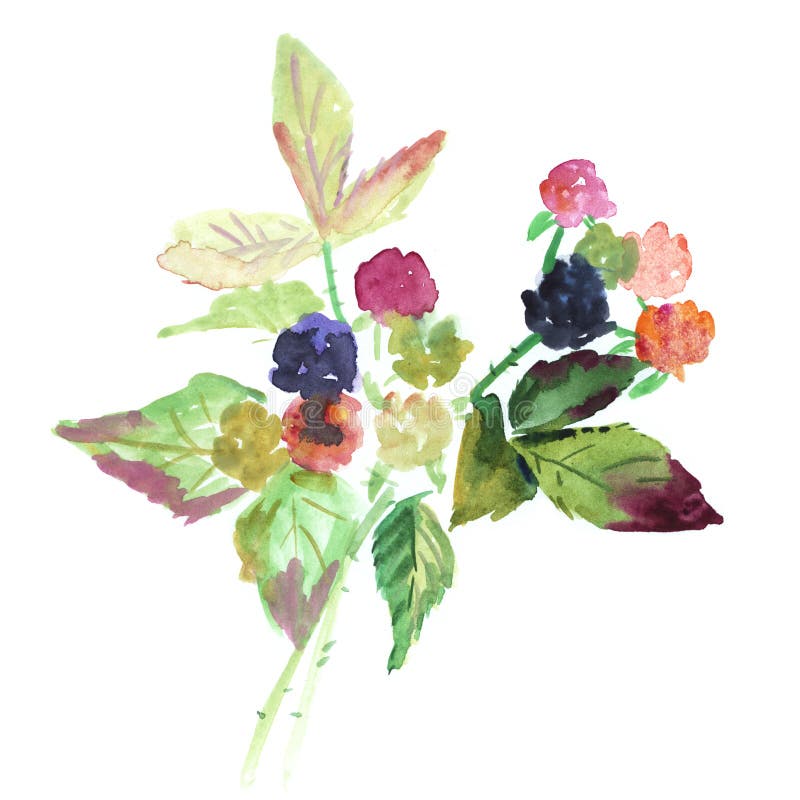 Blackberry Branch Abstract Watercolour Drawing Stock Illustration ...