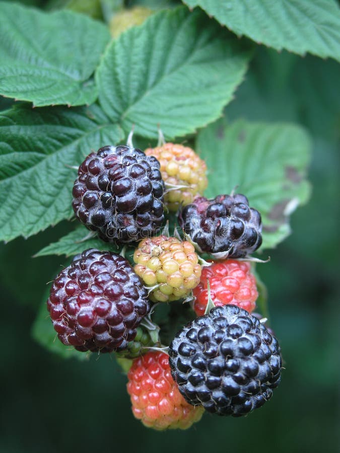 Blackberry Brush with Red Berry Stock Photo - Image of green, close ...