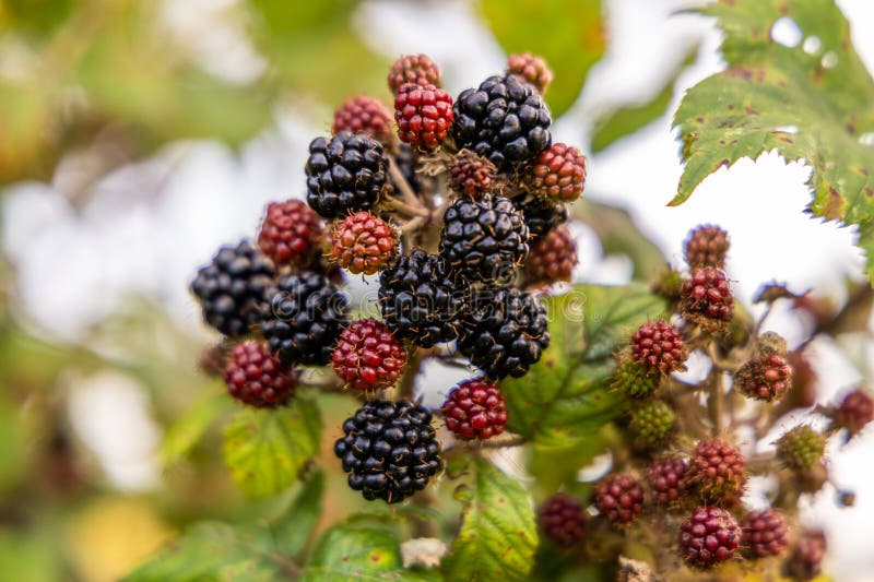Fresh Blackberry Cut in Half Isolated on White Background Stock Photo ...