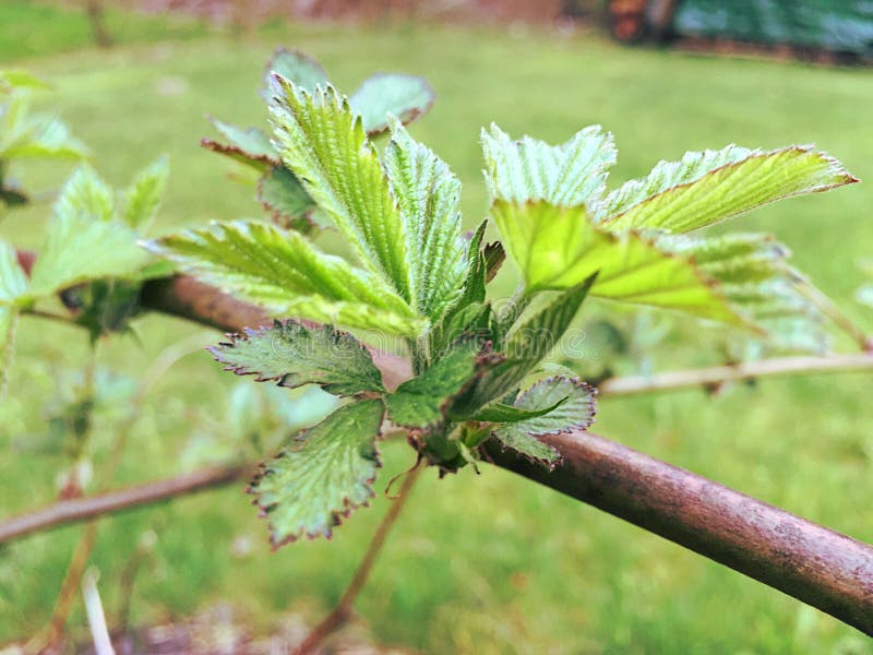 Blackberry Bush stock image. Image of leaf, stem, close - 116023755