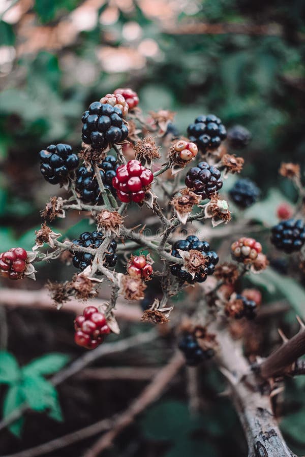 Blackberry Bush in the Garden Stock Photo - Image of closeup, green ...
