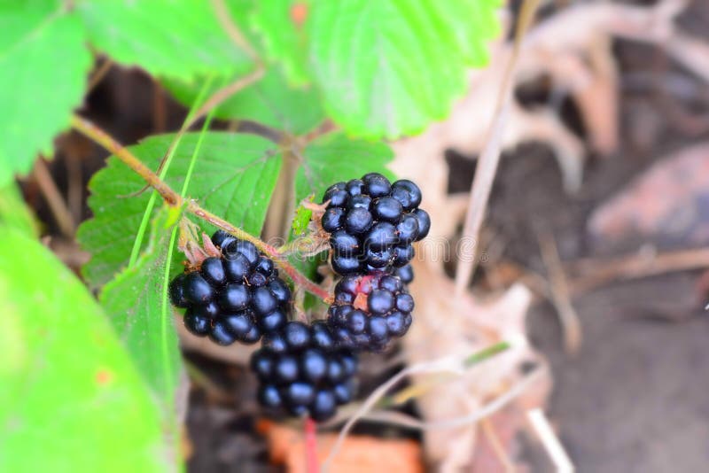 Blackberry Bush in the Garden Stock Image - Image of growth, harvesting ...