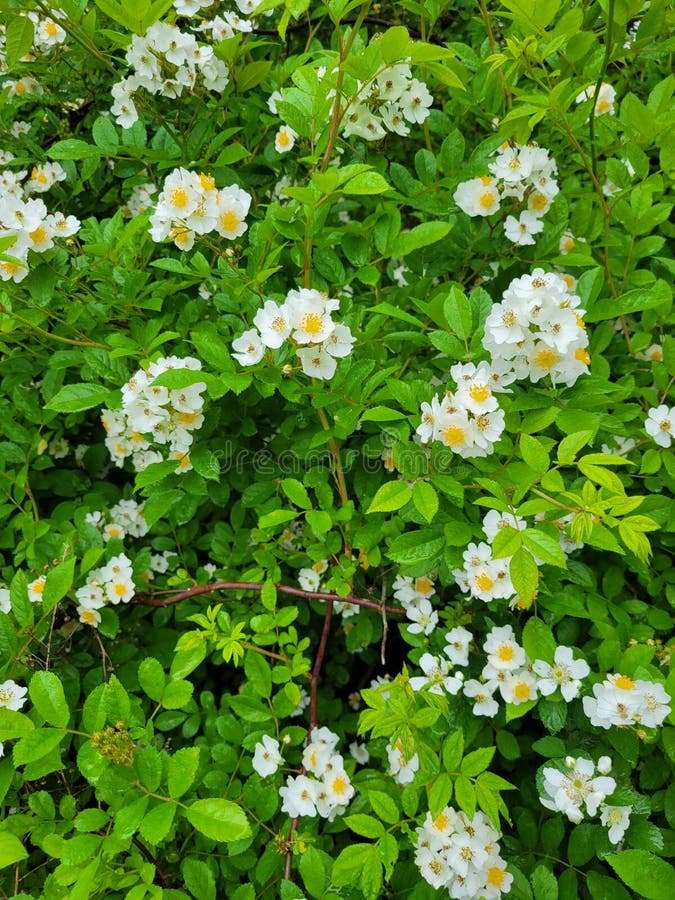 Blackberry Bushes in Full Bloom Stock Photo - Image of full, petal ...
