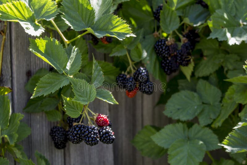 Blackberry buskar arkivfoto. Bild av frukt, sommar, bär - 98157884