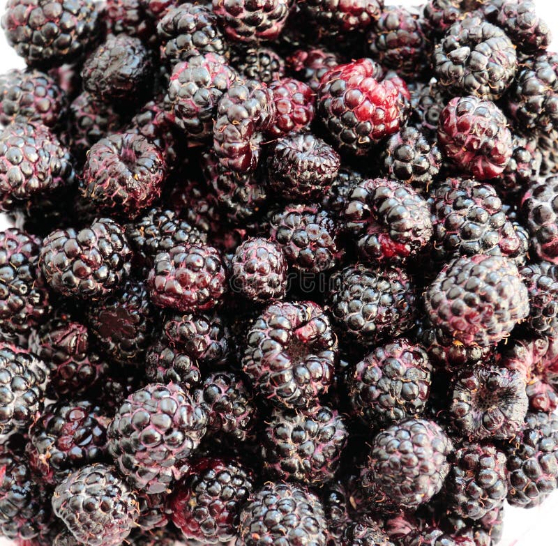 Blackberry (close-up) stock image. Image of snack, close - 15194025