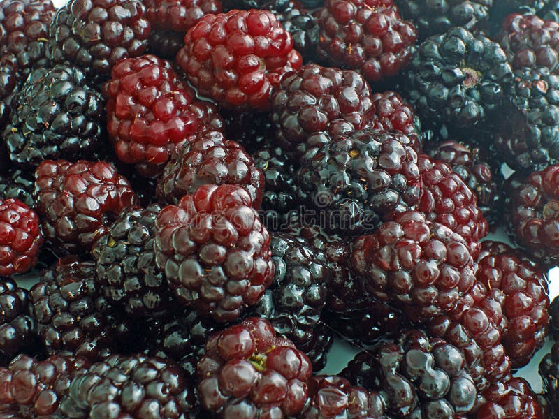 Blackberry Close Up Picture. Image: 2157235
