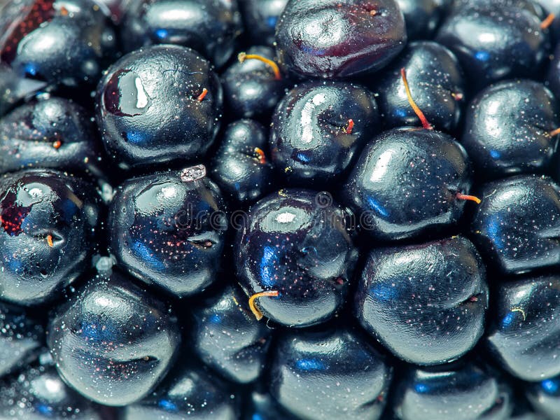 Blackberry Close up stock image. Image of products, fruit - 37653981
