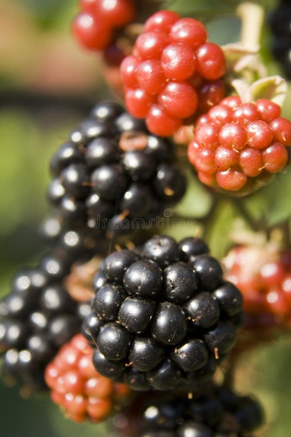 Blackberry (Rubus Fruticosus) Stock Image - Image of vitamin, color ...