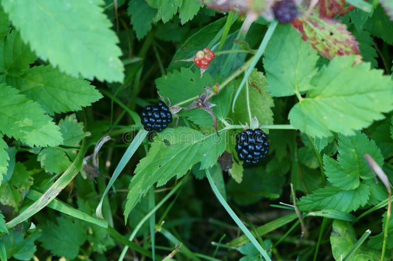 First Blackberry Flower of Spring. Stock Photo - Image of blackberries ...