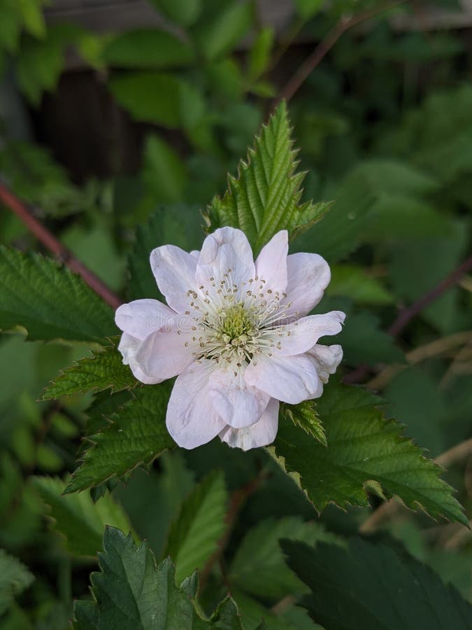 Blackberry Flower in Full Bloom Off White Flower Blackberry Bush Stock ...