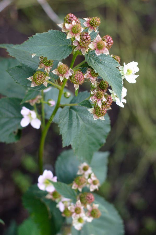 Blackberry Flower in a Garden Stock Photo - Image of wildlife, color ...
