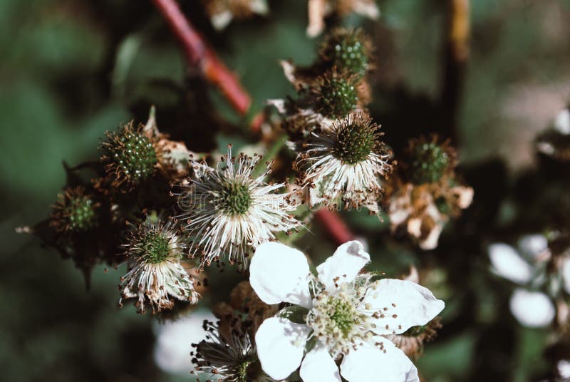 Blackberry Flowers in Bloom. Background Stock Image - Image of bright ...