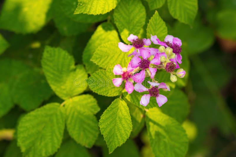 Blackberry Flowers in the Garden Stock Photo - Image of cultivated ...