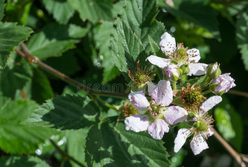 Blackberry Flowers stock photo. Image of flower, leaves - 95172722