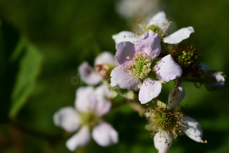 Blackberry Flowers in the Spring Stock Photo - Image of background ...