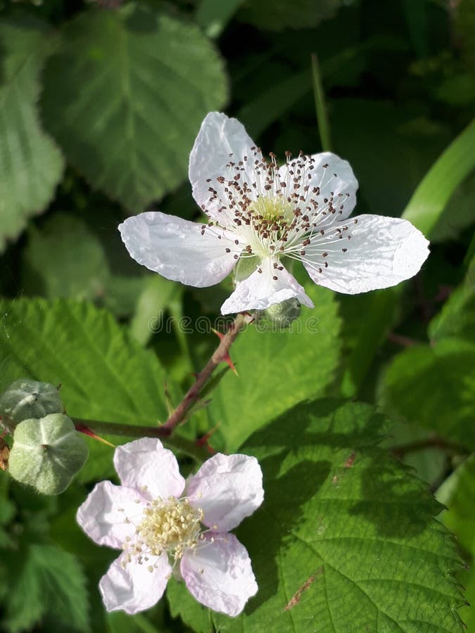 Blackberry Flowers stock image. Image of flowers, blackberry - 100611883