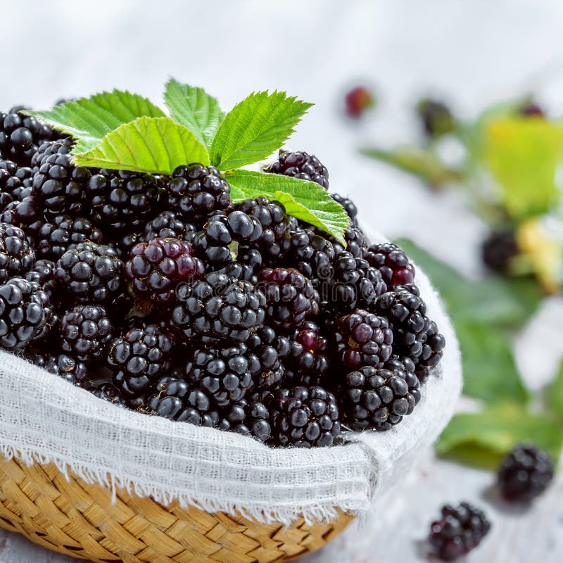 Blackberry stock image. Image of ingredient, group, blackberry - 58483869