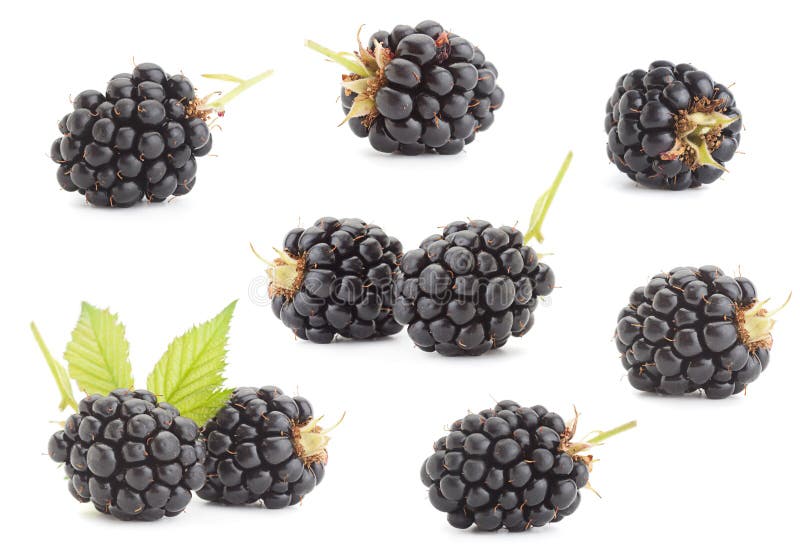 Blackberry Fruit Collection Stock Photo - Image of freshness, macro ...