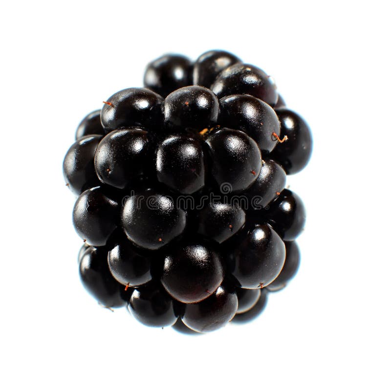 Blackberry Fruit Isolated On White Background Stock Photo - Image of ...