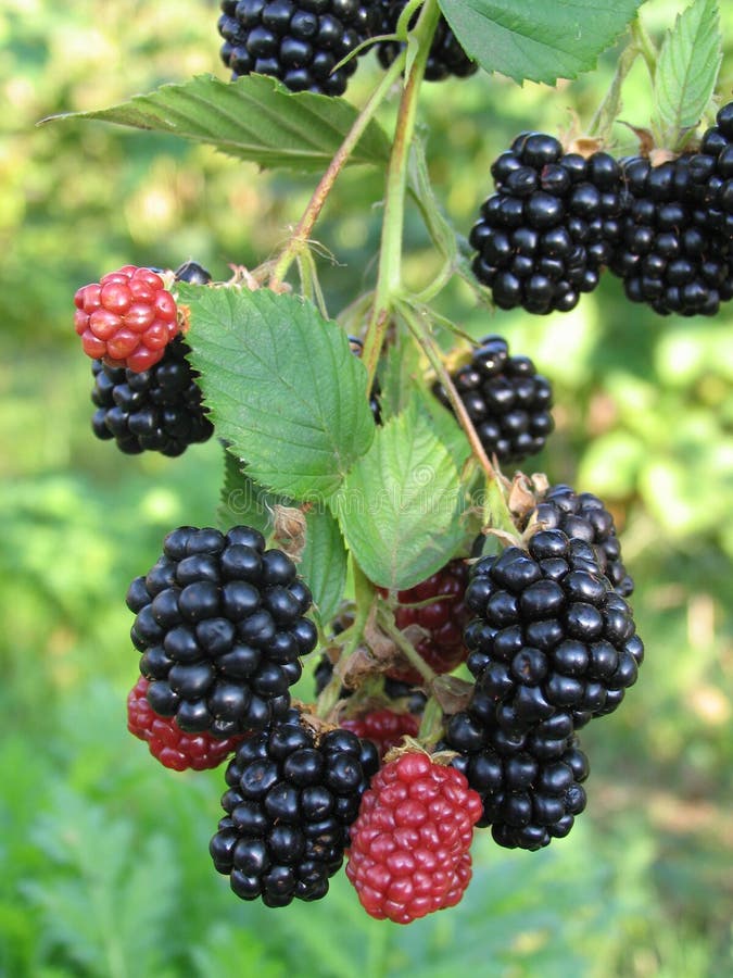 Blackberry Growing in the Garden Stock Photo - Image of leaf, bramble ...