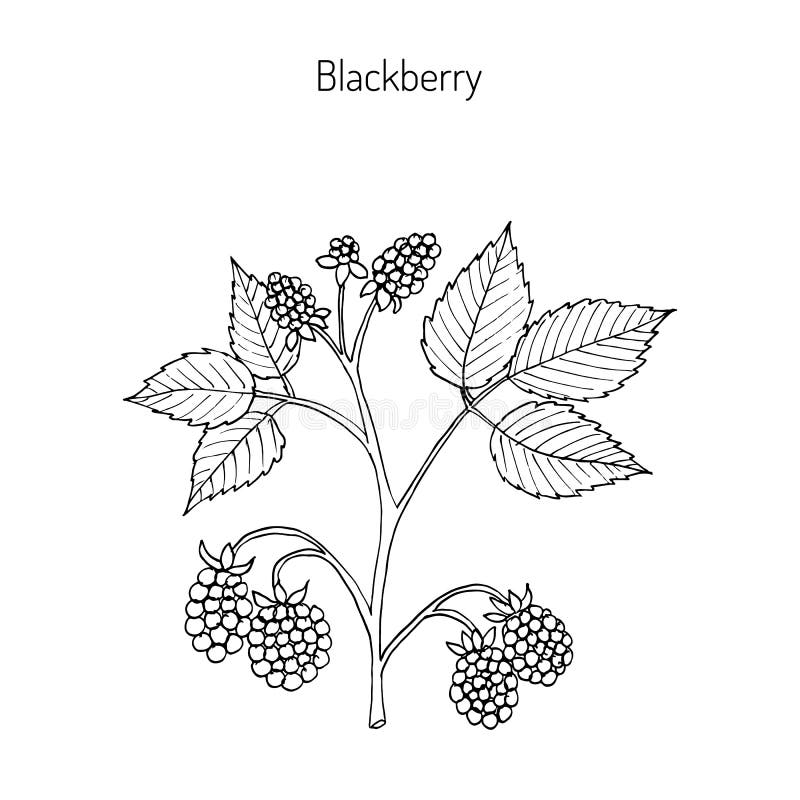 Blackberry Hand Drawn Botanical Illustration Stock Vector ...