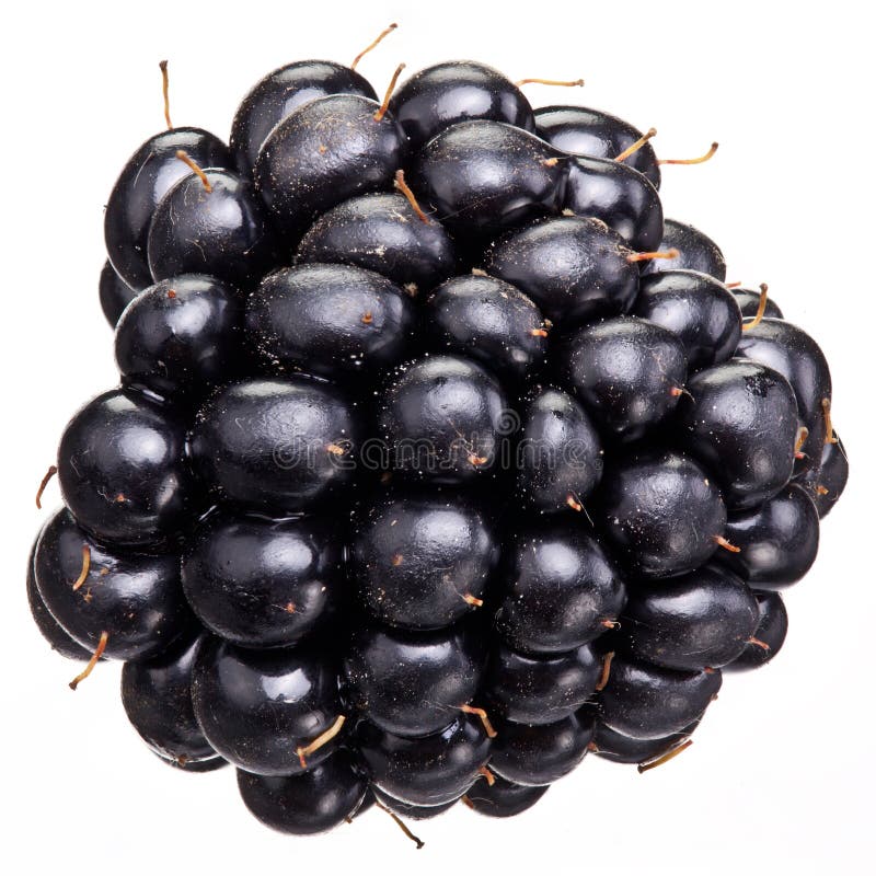 Blackberry isolated stock photo. Image of white, leaf - 25828606