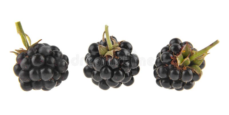 Blackberry Isolated on White Background Stock Photo - Image of summer ...