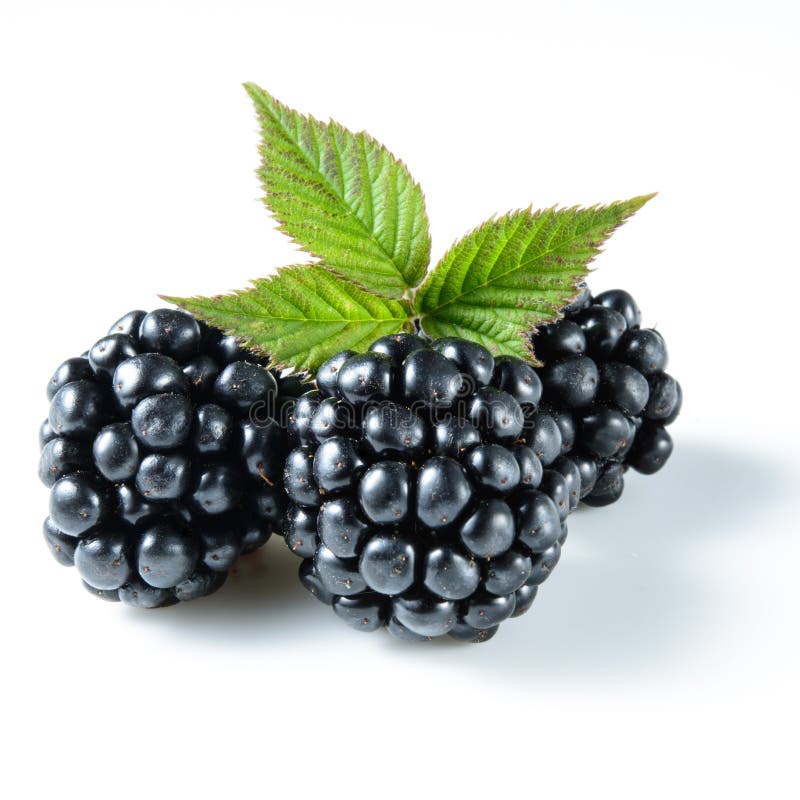 Blackberries stock photo. Image of green, objects, blackberry - 242132