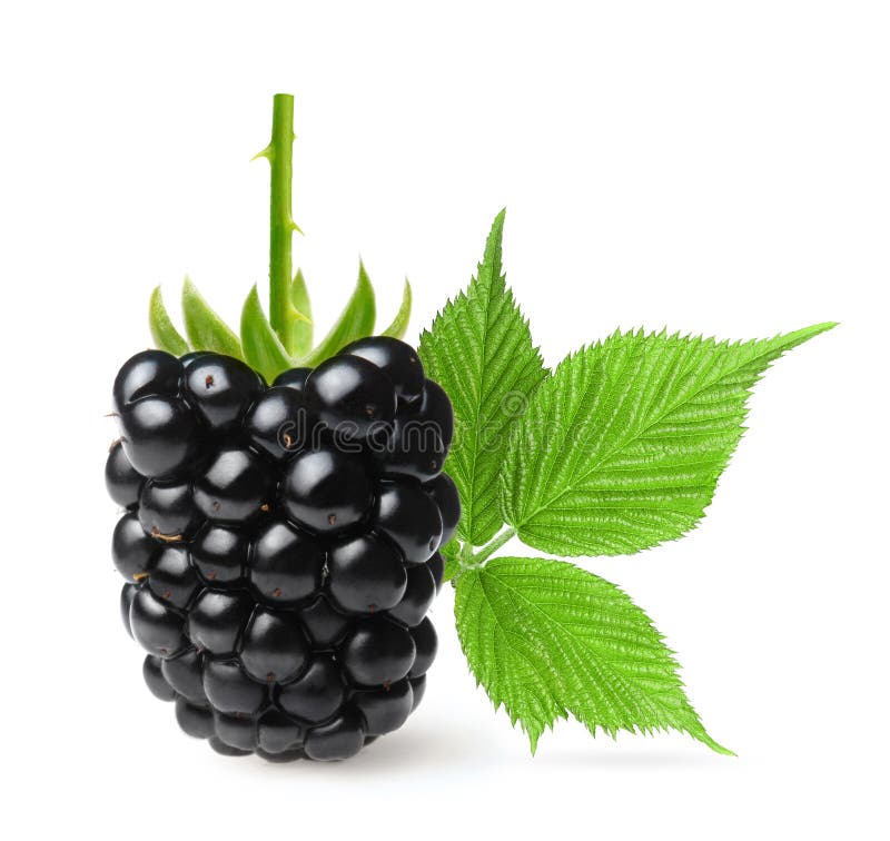 Blackberry isolated stock photo. Image of raspberry, leaf - 50037710 Blackberry isolated stock photo. Image of raspberry, leaf - 50037710