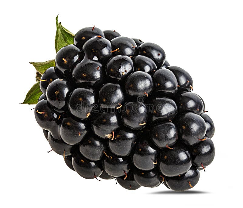 Blackberry Isolated On White Background Stock Image - Image of food ... Blackberry Isolated On White Background Stock Image - Image of food ...