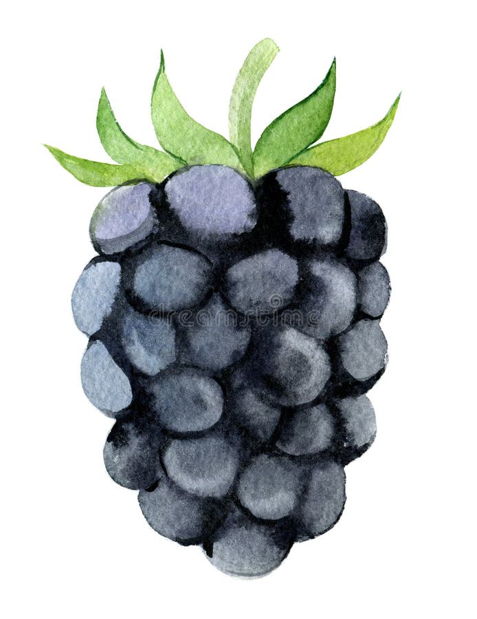 Watercolor Blackberry On White Background Stock Vector - Illustration ...