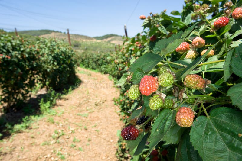 Blackberry orchard stock photo. Image of cultivated, plant - 14845436