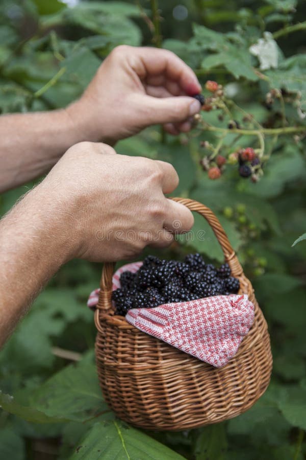 Blackberry picking stock photo. Image of ripening, blackberries - 135198948