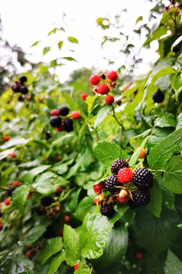 Blackberry Plant from the Garden Stock Photo - Image of food, growth ...