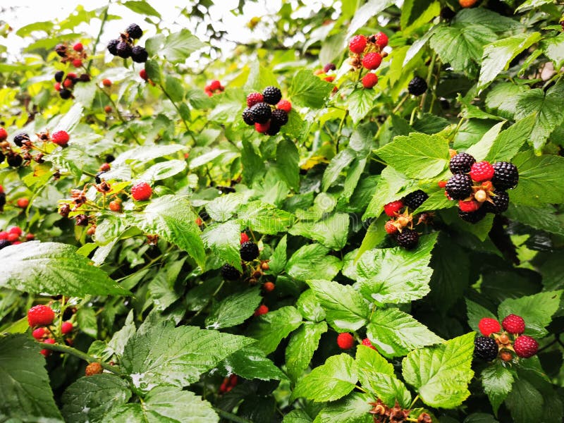 Blackberry Plant from the Garden Stock Image - Image of healthy, berry ...
