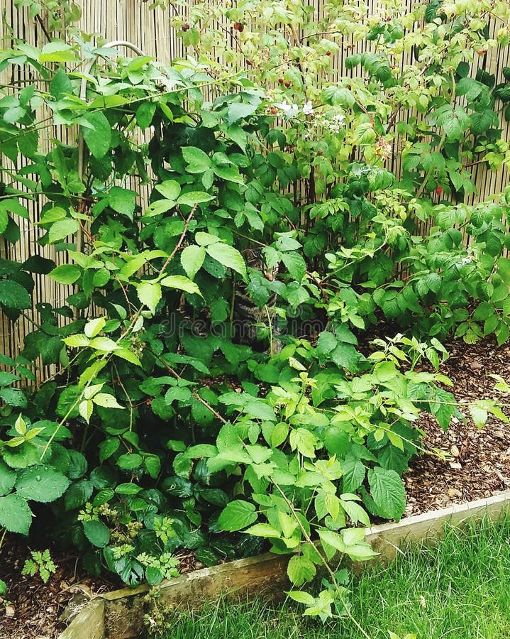 Blackberry and Raspberry Bushes Stock Image - Image of fruit, growing ...