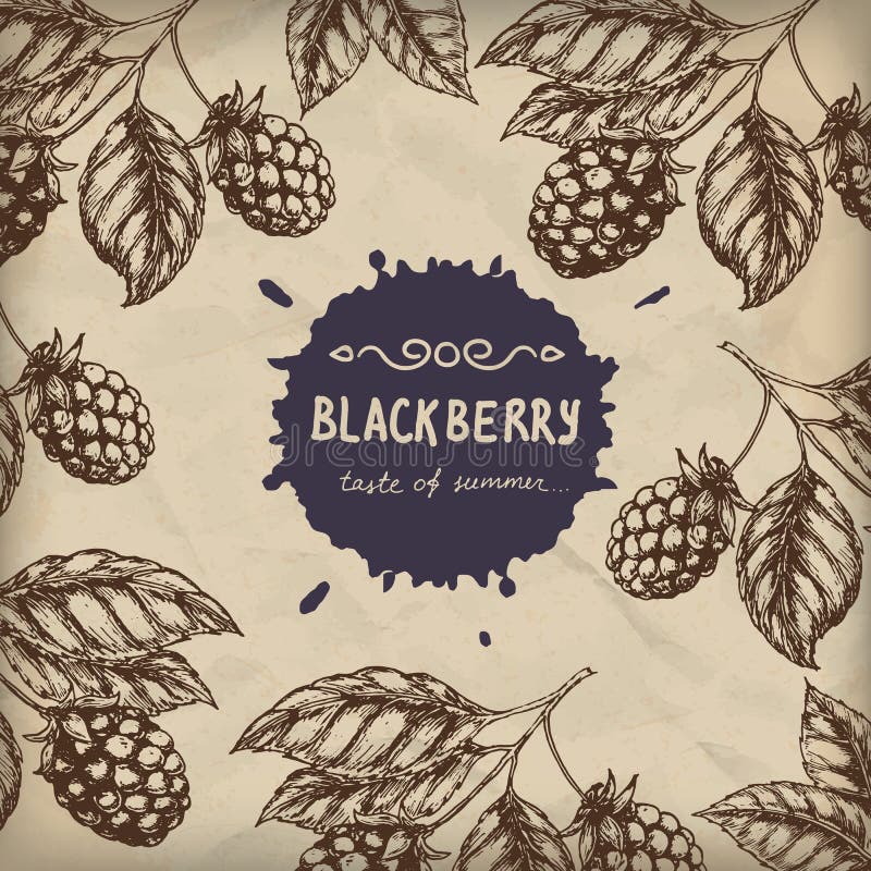 Blackberry Raspberry Design Template. Blackberry Raspberry Branch ...