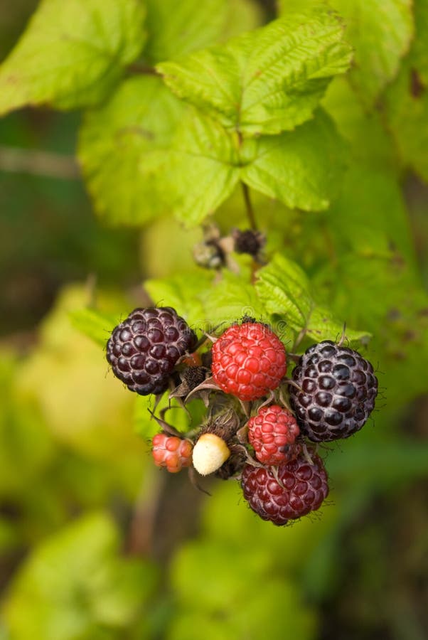 Blackberry and Raspberry Hybrid Stock Photo - Image of cultivated ...