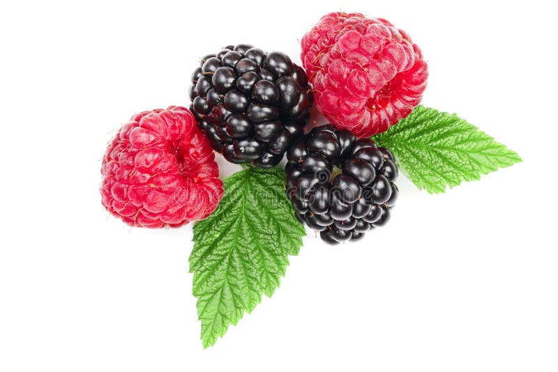 Blackberry and Raspberry with Leaves Isolated on White Background. Top ...