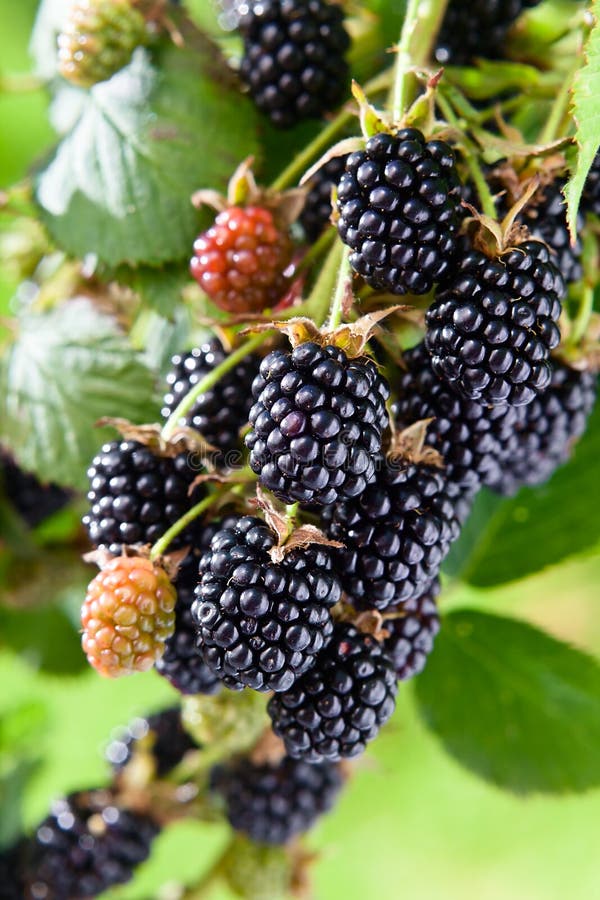 Blackberry isolated stock photo. Image of white, leaf - 25828606