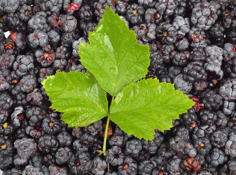 Blackberry (rubus) with Leaf Stock Image - Image of background, leaves ...
