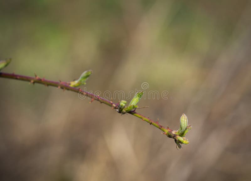 Blackberry - ..Rubus Plicatus - with Buds Stock Photo - Image of text ...