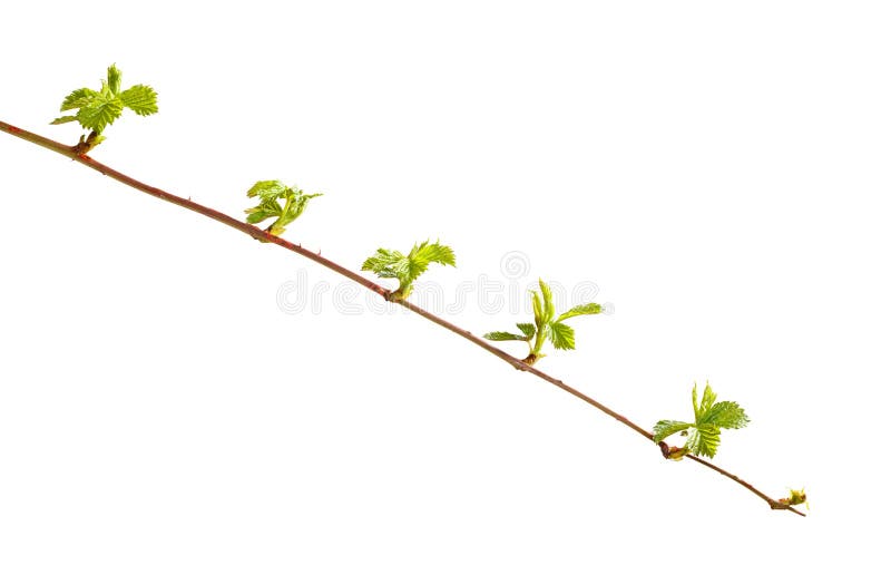 Blackberry shoot stock image. Image of barb, spine, raspberry - 49176823