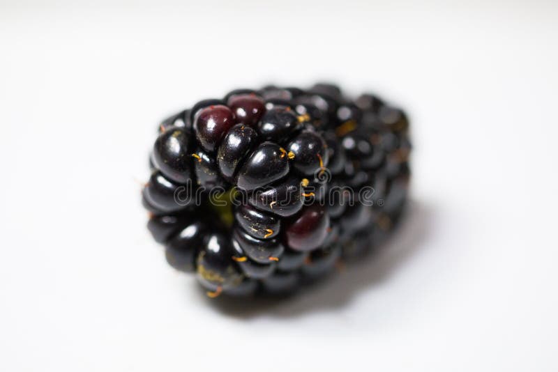 Blackberry Single, White Background Stock Photo - Image of nature, path ...