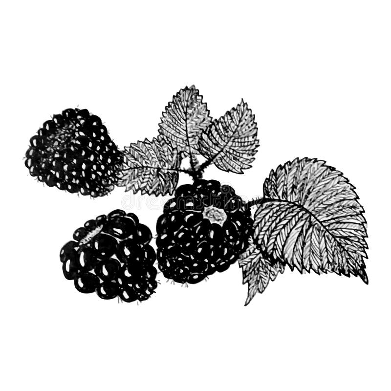 Blackberry sketch stock vector. Illustration of dark - 93643083